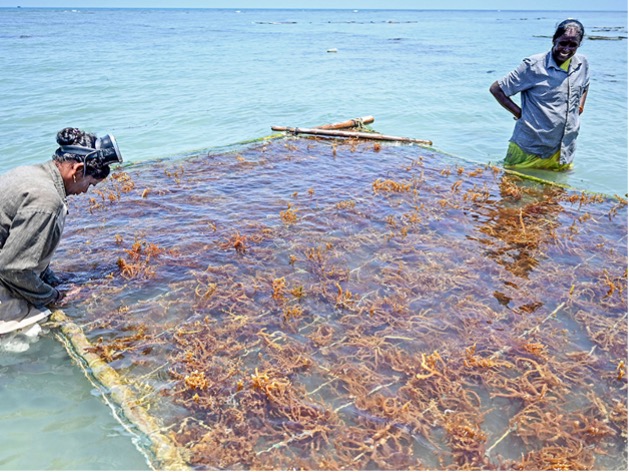 India Launches Seaweed Mission to Transform Coastal Cultivation and ...