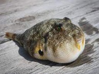 Rare and Venomous Pufferfish Species Discovered for the First Time in ...