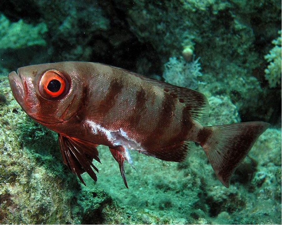 Fish Can Experience and Transmit Fear, Study Finds, Suggesting Shared ...