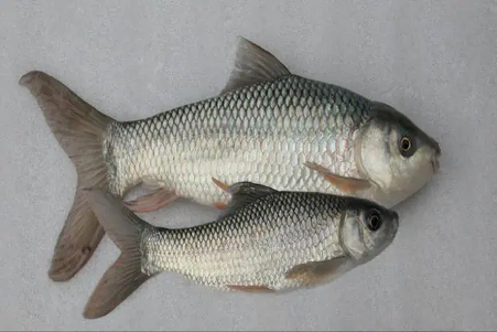 Global Study Reveals Widespread Species Shrinking, Particularly in Fish ...