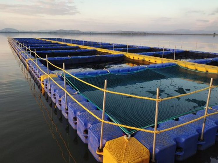 Innovative Cage Culture Unit Launched in Assam to Boost Fish Seed ...