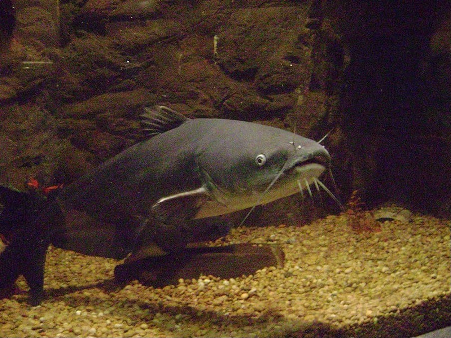 Innovative Solution: Alligator DNA Injected into Catfish to Boost ...