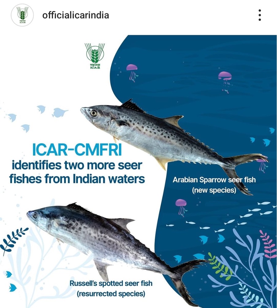 Groundbreaking Discovery Expands Seer Fish Species in Indian Waters ...