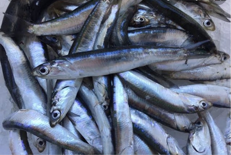 Affordable and Nutrient-Rich Small Pelagic Fish Identified as Key ...
