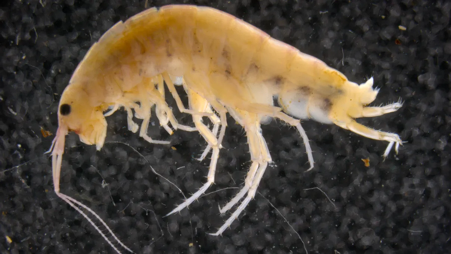 Groundbreaking Discovery: Shrimp Adapted for Tree-Dwelling Found in the ...