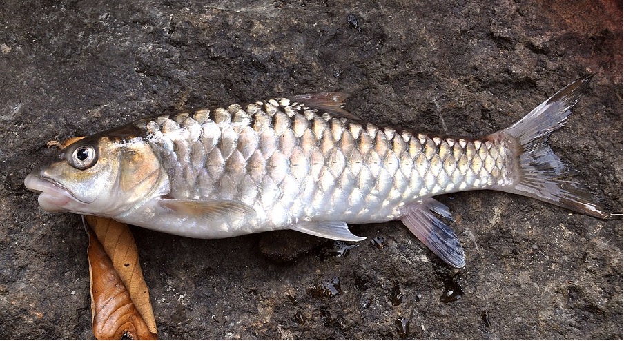 Madhya Pradesh Launches Campaign to Save Endangered Mahseer Fish in ...