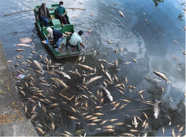 Patiala: Investigation Initiated as Fish Found Dead in Ropar Drain ...