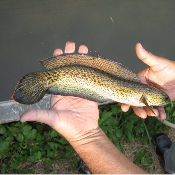 Exploring Different Types of Pisciculture: Key Differences and Benefits ...