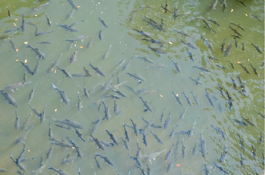 Surge in Bengaluru Lake Fish Yield: Annual Production Soars to 9,360 ...