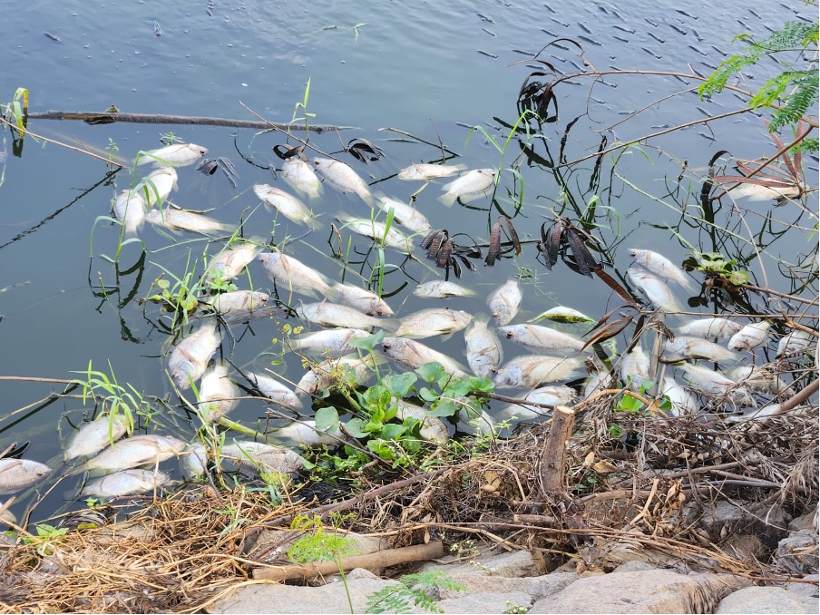 Telangana High Court Steps in as Deceased Fish Emerge in Durgam Cheruvu ...