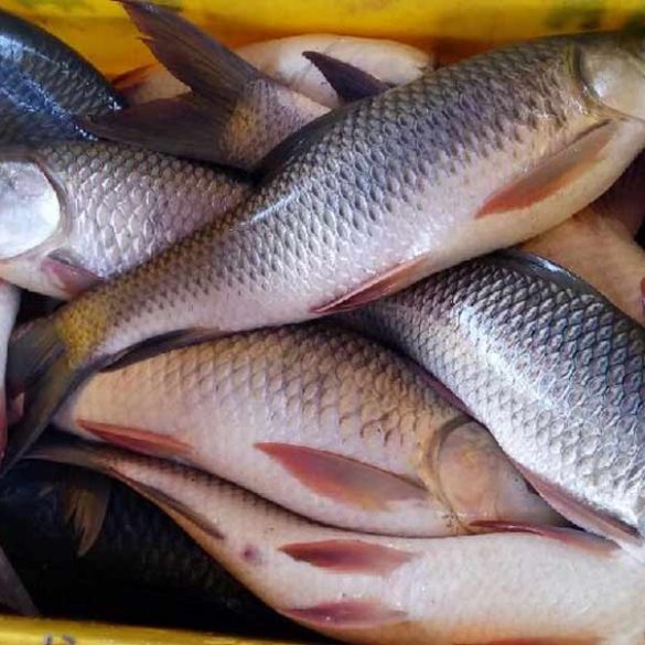 Unlocking the Potential of Sea Bass Fish Farming in India - Fishery News