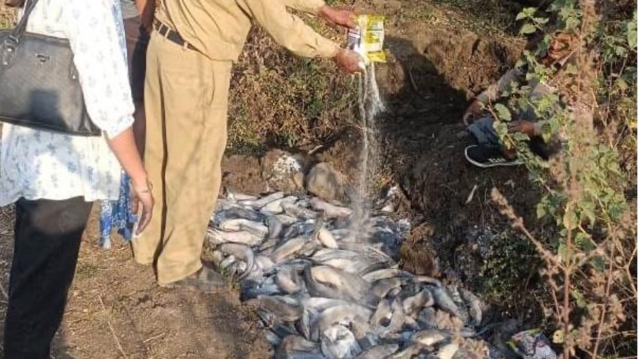 6 Quintals of Thai Mangur Fish Destroyed: NGT ban implemented for ...