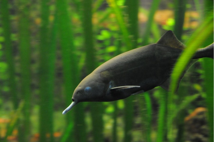 Electric Fish Display Collective Sensing Abilities, Mimicking "Seeing ...