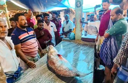 Thanjavur Fisherman Nets ₹1.87 Lakh Prize Catch with Rare Black-Spotted ...
