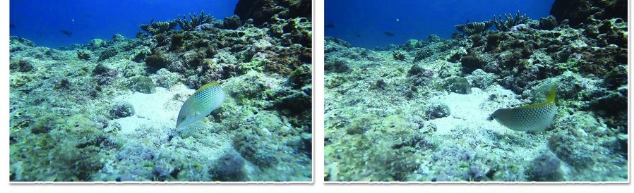 Three New Fish Species Spotted Using Tools in the Laccadive Sea: A ...