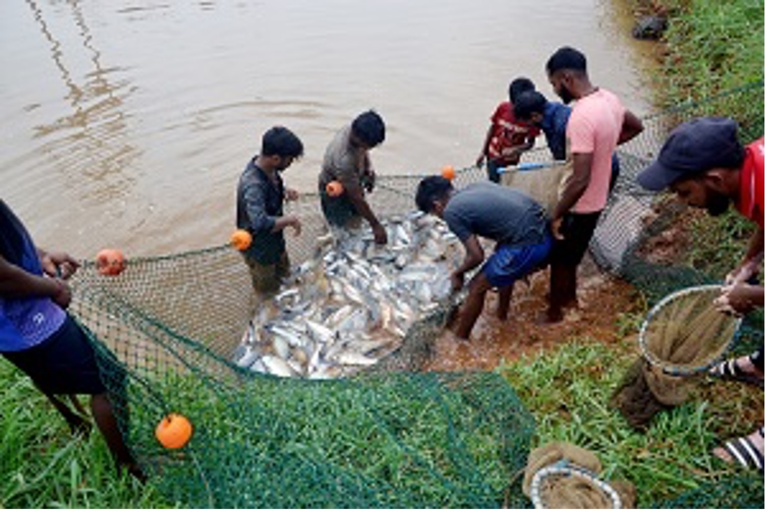 Boosting Fish Seed Availability: ICAR-CCARI's Initiative in Goa ...