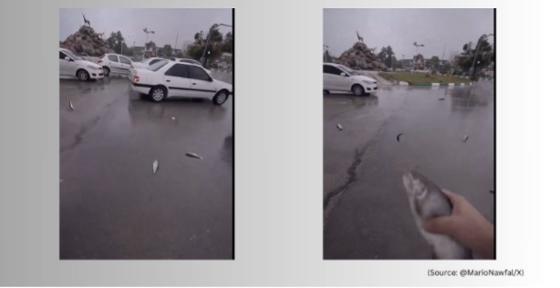 Fish Rain Shock: Video of Fish Falling from Sky in Iran Goes Viral ...