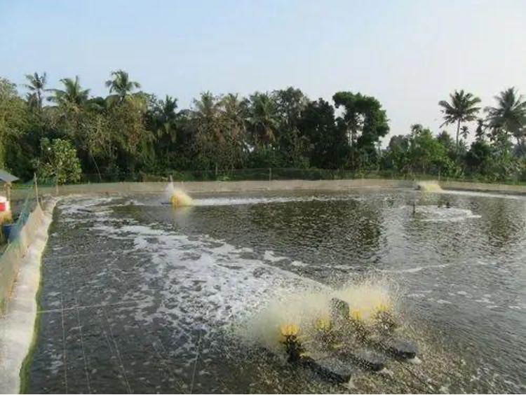 Maximise Your Fish Farming Productivity This Summer with Expert Tips ...