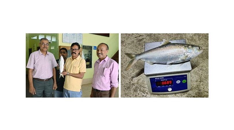 Record Growth: Hilsa Fish Achieves Remarkable Size in Pond Aquaculture ...