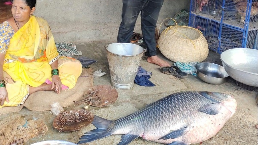 Huge 25 Kg Catla Fish Caught in Maharashtra’s Koyna River - Fishery News