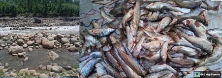 Illegal Riverbed Mining Kills Trout Fish farm in Kashmir - Fishery News