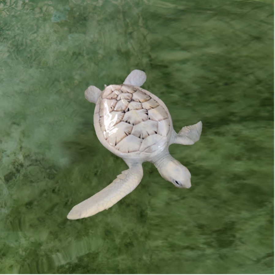 Preserving Sri Lanka's Sea Turtles: The Role of Turtle Hatcheries and ...