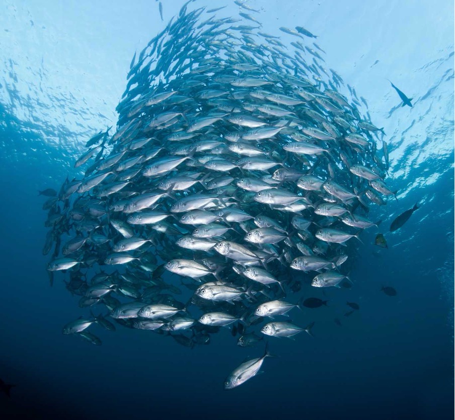 Climate Risks Threaten Global Fish Biomass: FAO Report Highlights ...