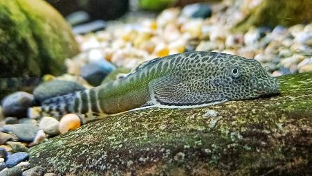 Discovery of Two New Fish Species by Shanghai Research Team - Fishery News