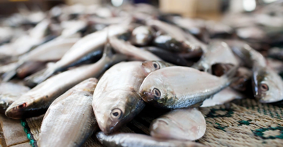 Kochi Corporation Health Wing Seizes and Destroys 200kg of Stale Fish ...