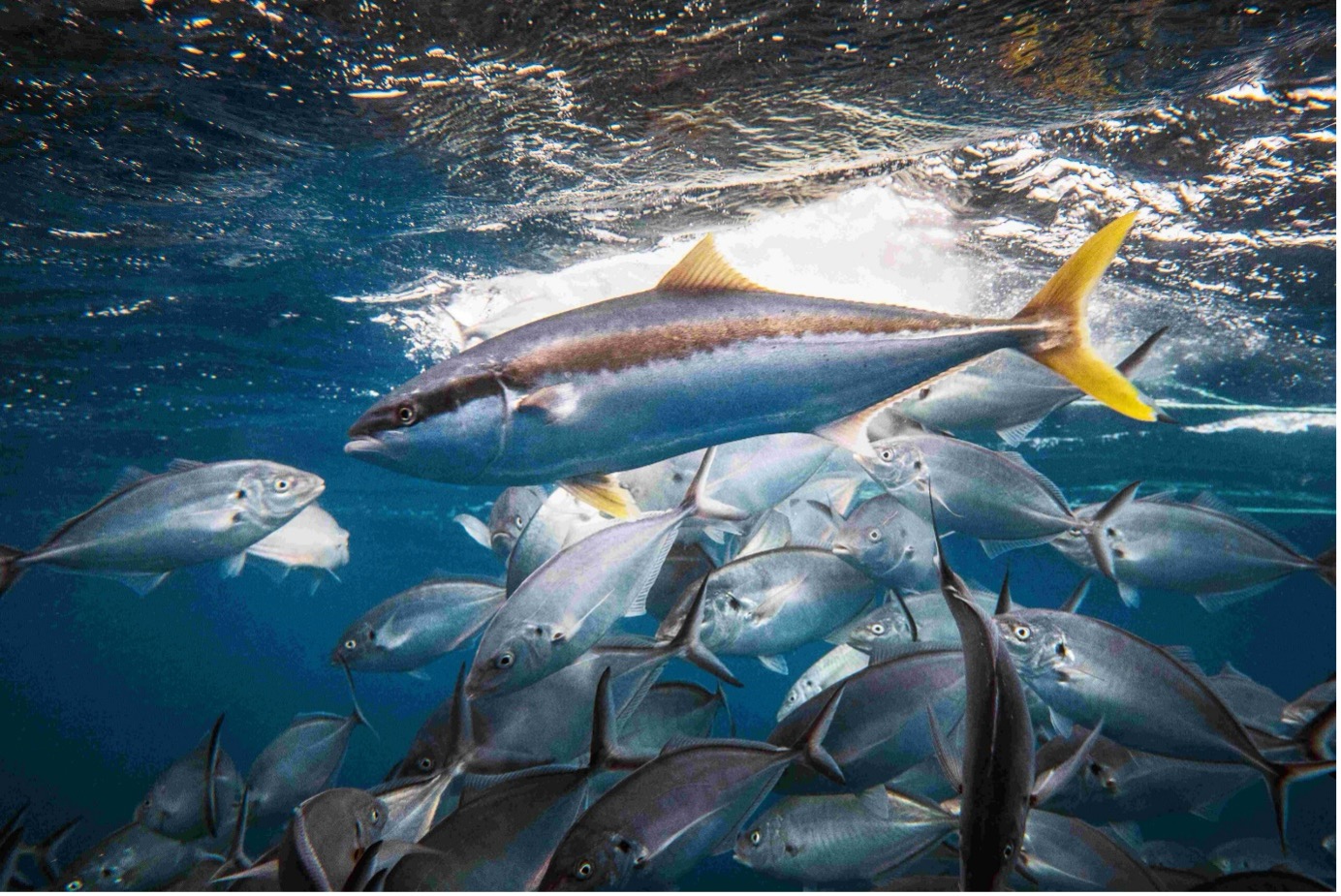 New Zealand Revolutionizes Seafood Industry with Land-Based Kingfish ...