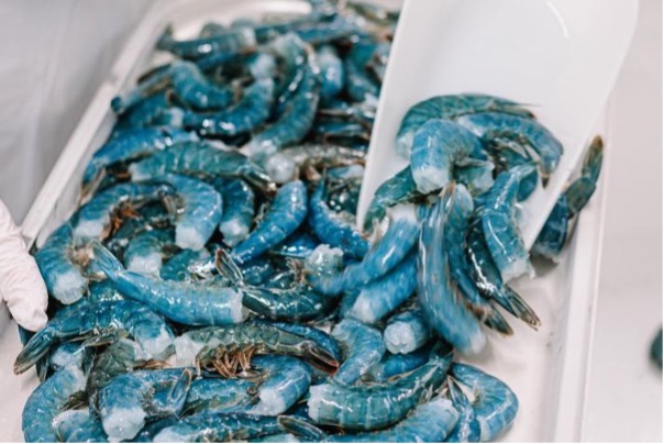 Aquapurna Transforms Shrimp Farming with Sustainable Smart Reef ...