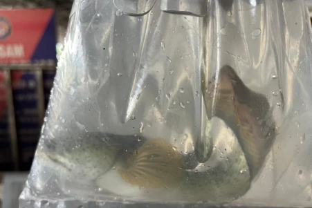 ASSAM FOREST DEPARTMENT INTERCEPTS SMUGGLED CRITICALLY ENDANGERED FISH ...