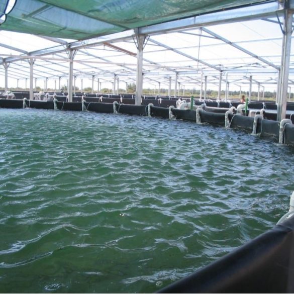Exploring Different Types of Pisciculture: Key Differences and Benefits ...